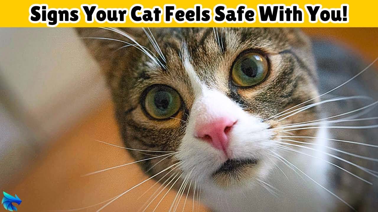 Signs your cat feels safe with you - YouTube