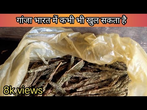ganja ke jatak kaise taiyar karen 2021/ganja ki kheti kaise karen/ganja ...