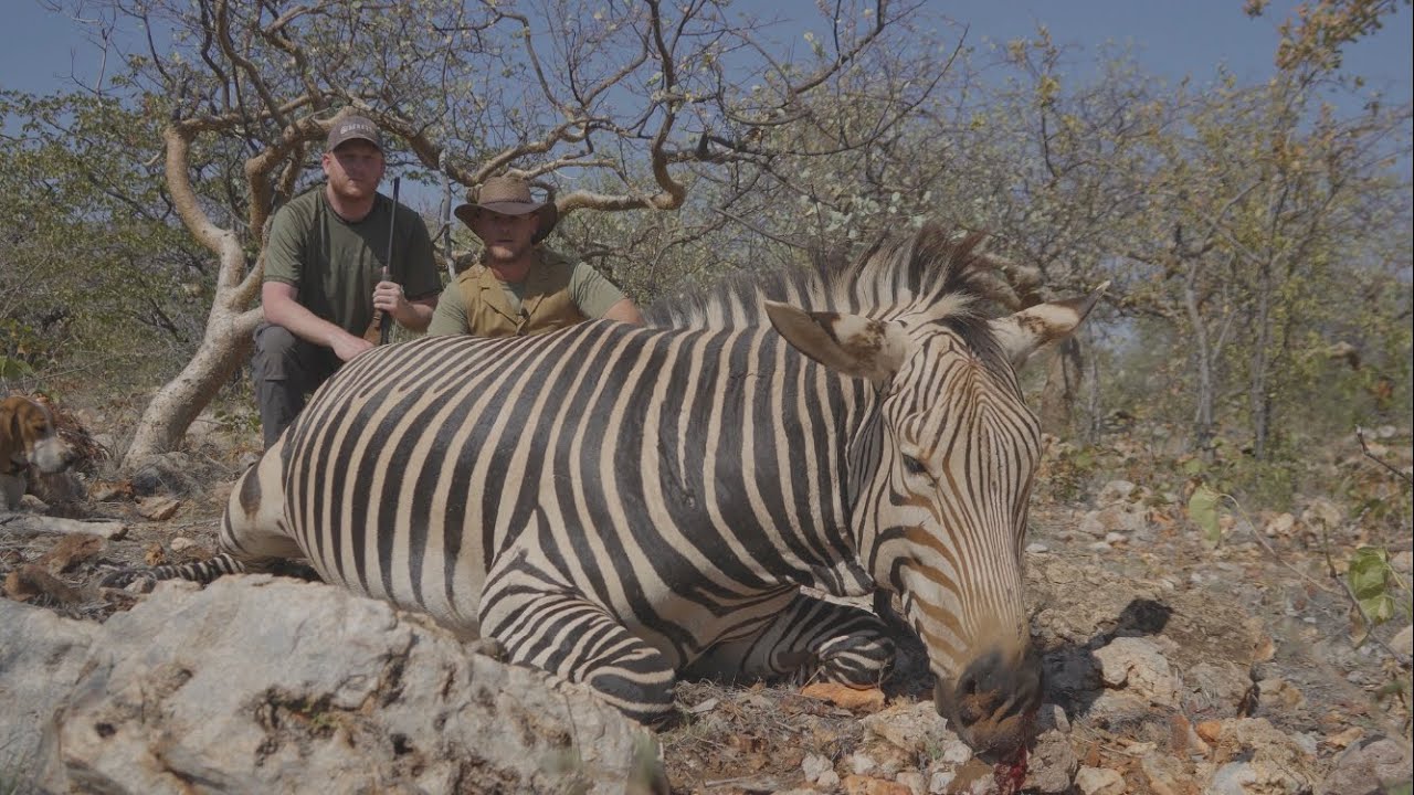 Hunting Mountain Zebra in Namibia (Burchell-Wolf Safaris) - YouTube