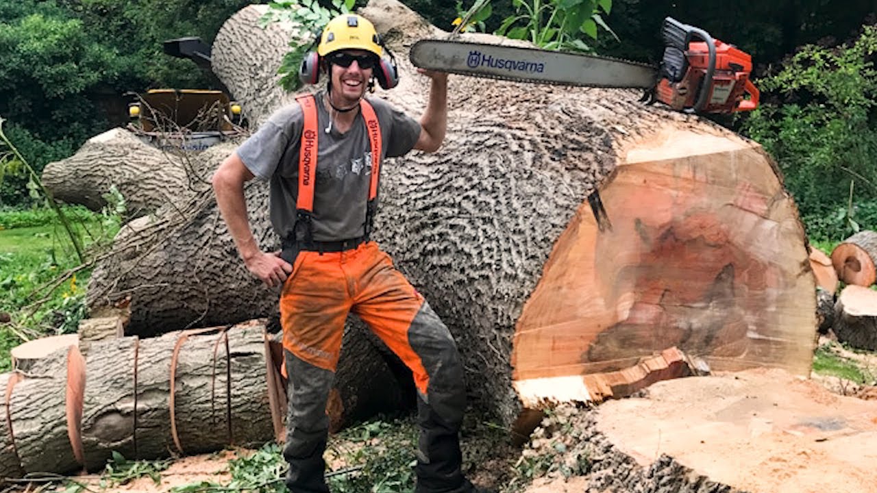 Biggest Tree Cutting Down With Modern Chainsaw Machine Like Husqvarna ...