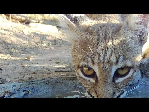 Looking back on 2023 -  Arizona Wildlife on my trail cameras.