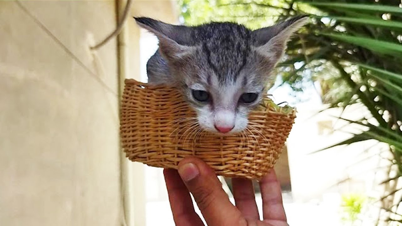 Little Kittens Meowing And Talking - Funny Cute Cat Video Compilation ...