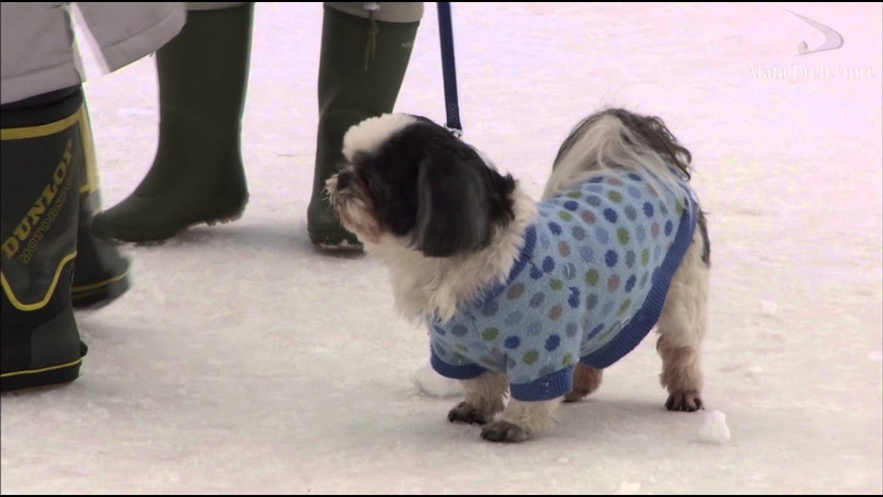 Inukko Festival（犬っこまつり） - YouTube