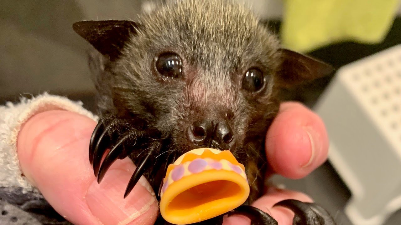 New baby flying-fox in care: this is Jill - YouTube