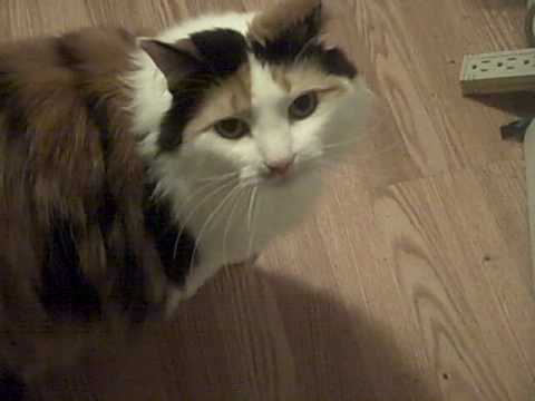 Molly the calico longhair talking (meowing) a LOT! - YouTube