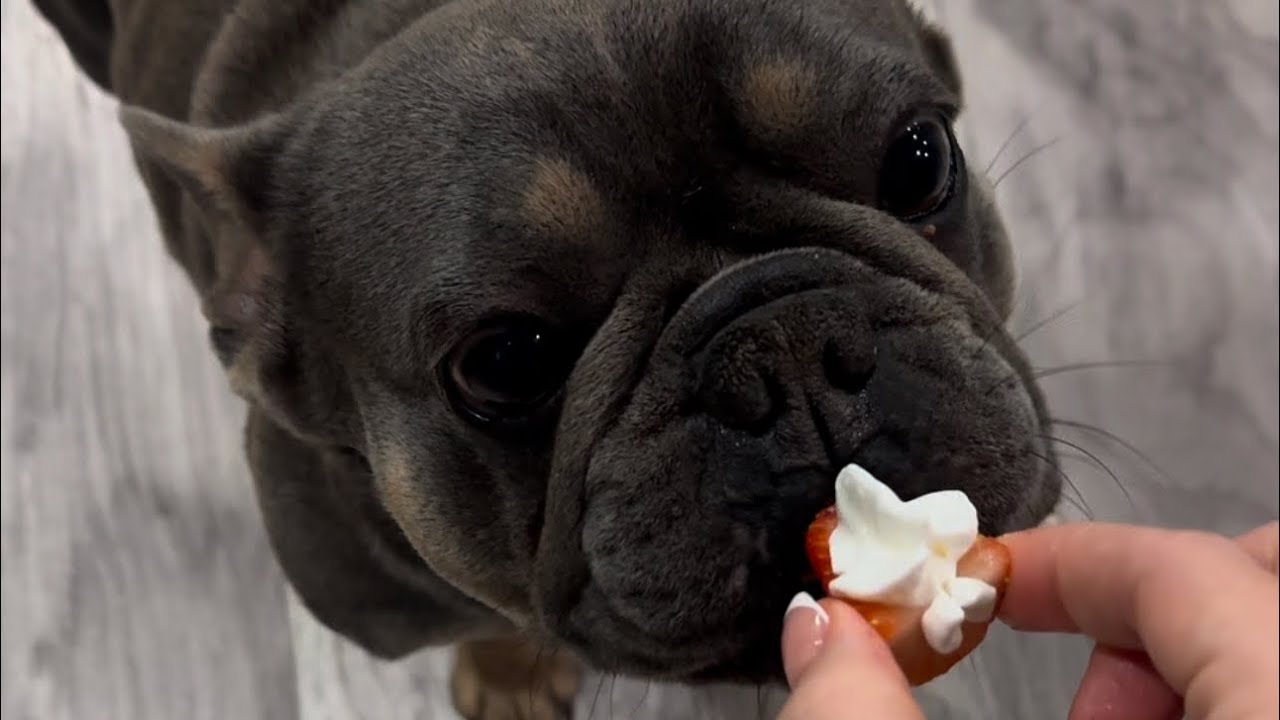 Spoiling my Frenchie - YouTube