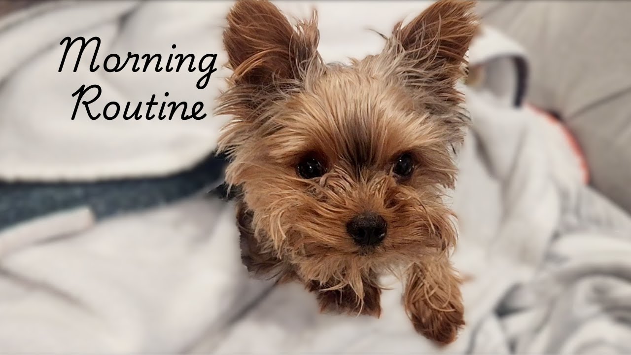 Yorkie Morning Routine 🐾 | Playtime, Breakfast & Caring for Blue ️ ...
