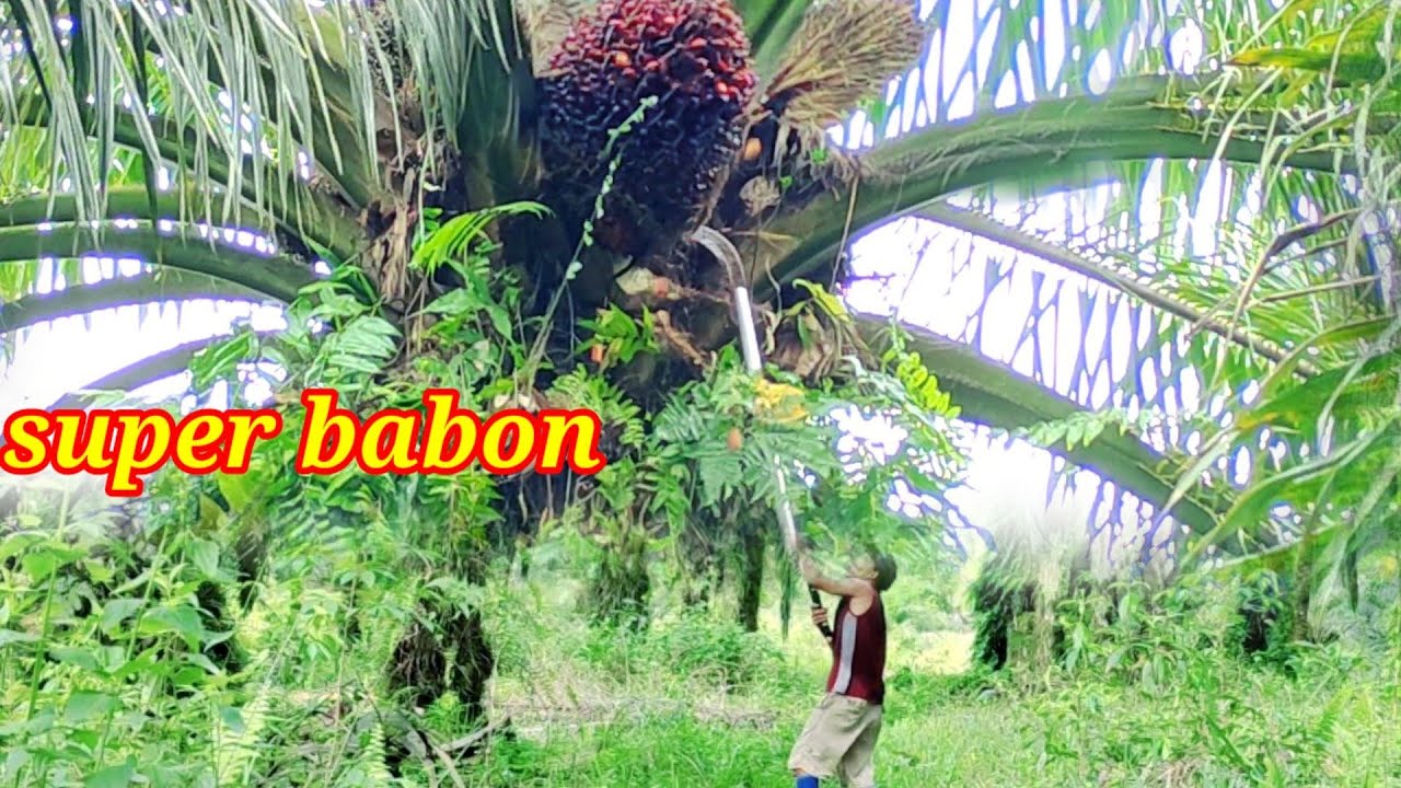 panen sawit pokok tinggi marihat super besar padat - YouTube