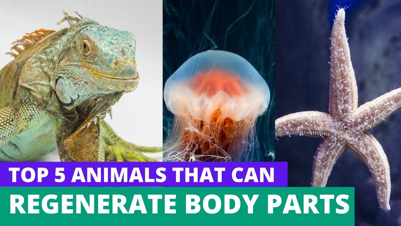 Top 5 Animals That Can Regenerate Body Parts - YouTube