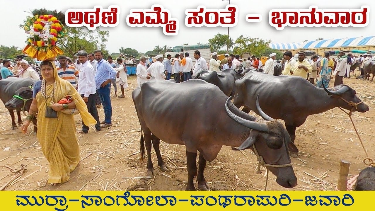 Athani buffalo market - Sunday bazaar - YouTube