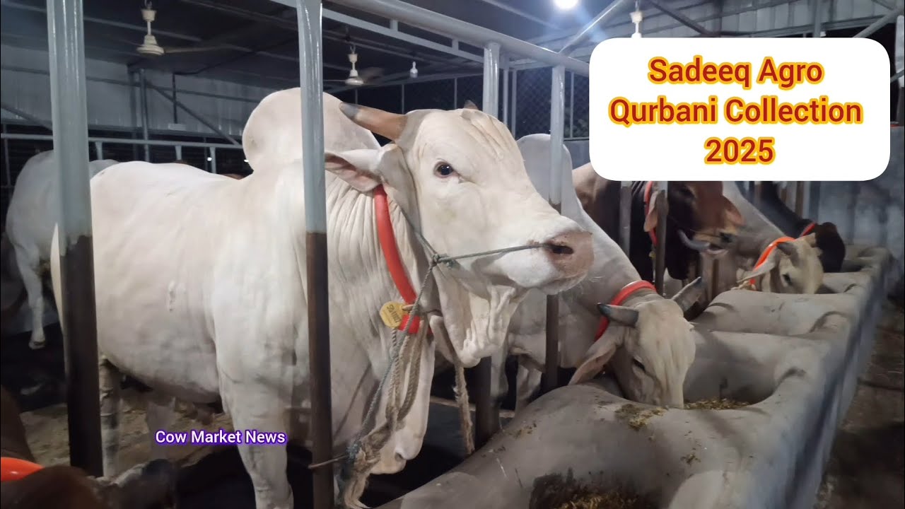 Sadeeq Agro Qurbani Eid Bulls Collection 2025 || (17-05-2025) - YouTube