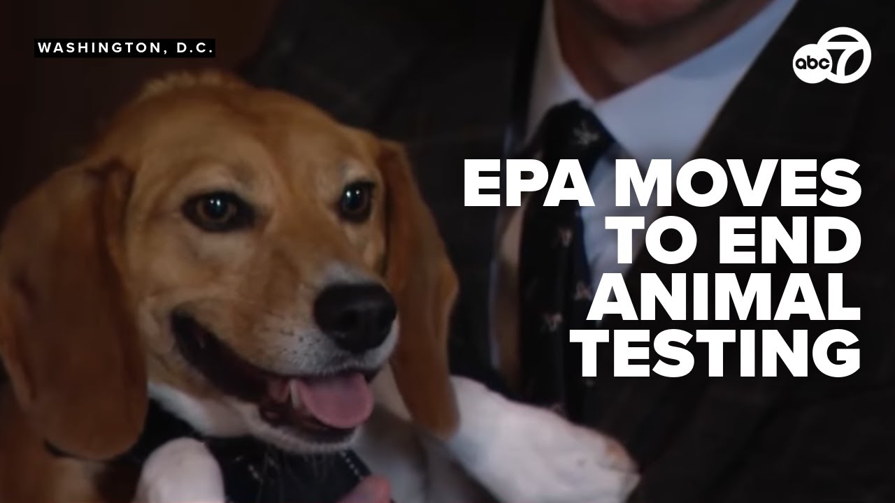 Historic move by EPA to end animal testing by 2035 - YouTube