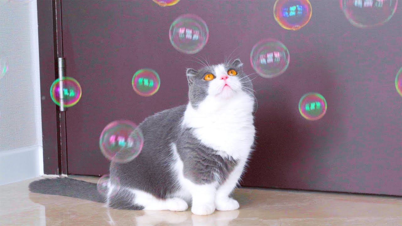 Cats React To Catnip Bubbles! - YouTube