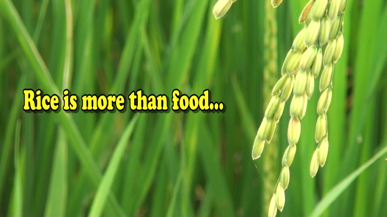 Food Facts - Rice - The global staple - YouTube