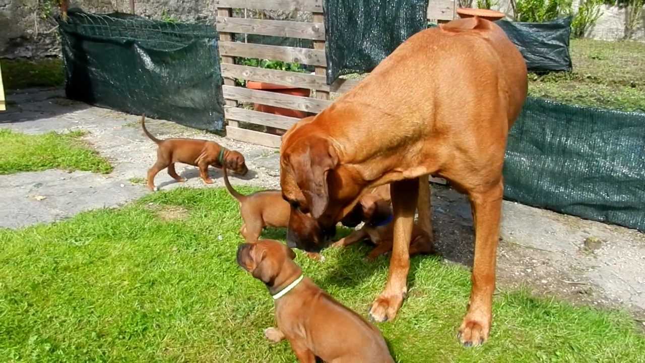 RHODESIAN RIDGEBACK PUPPIES - 4 WEEKS - 3 - YouTube