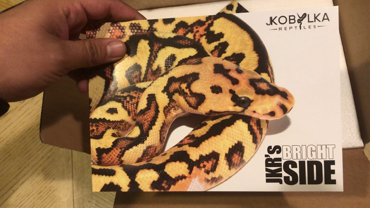 Ball Python Unboxing from Justin Kobylka Reptiles: Pastel Phantom Clown ...
