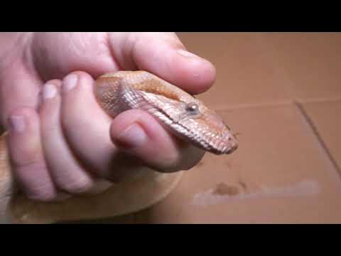 SAVING A SNAKES EYE!! They Can Go Blind! | Stuck Eye Shed! Removal ...
