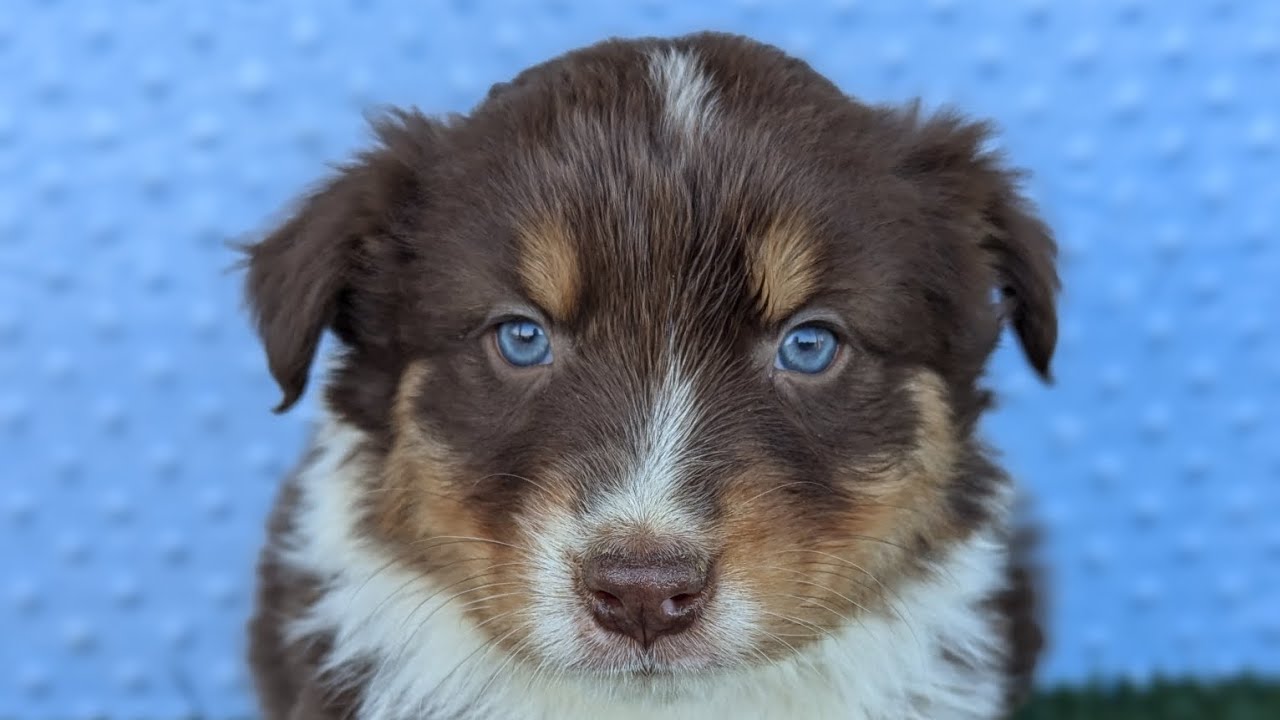 Red Tri Australian Shepherd Puppies - YouTube
