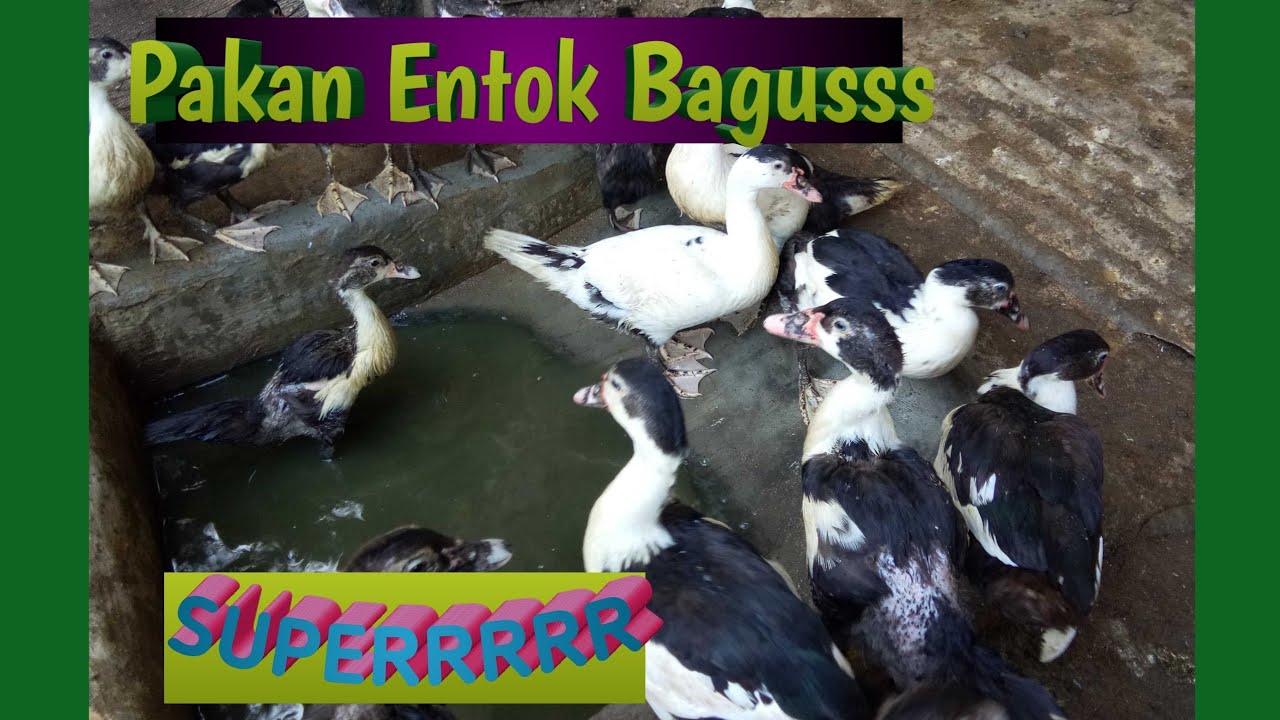 Cara mudah meningkatkan nafsu makan entok | Muscovy duck barbary duck ...