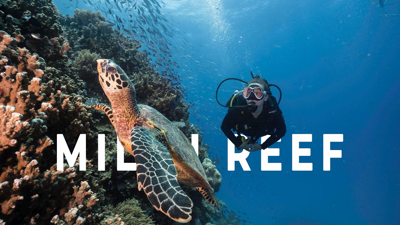 The Best of The GREAT BARRIER REEF - Milln Reef - YouTube