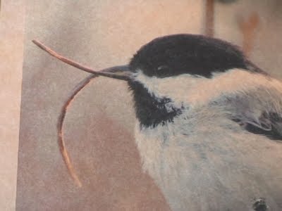 Virus Linked to Alaska Birds with Deformed Beaks - YouTube