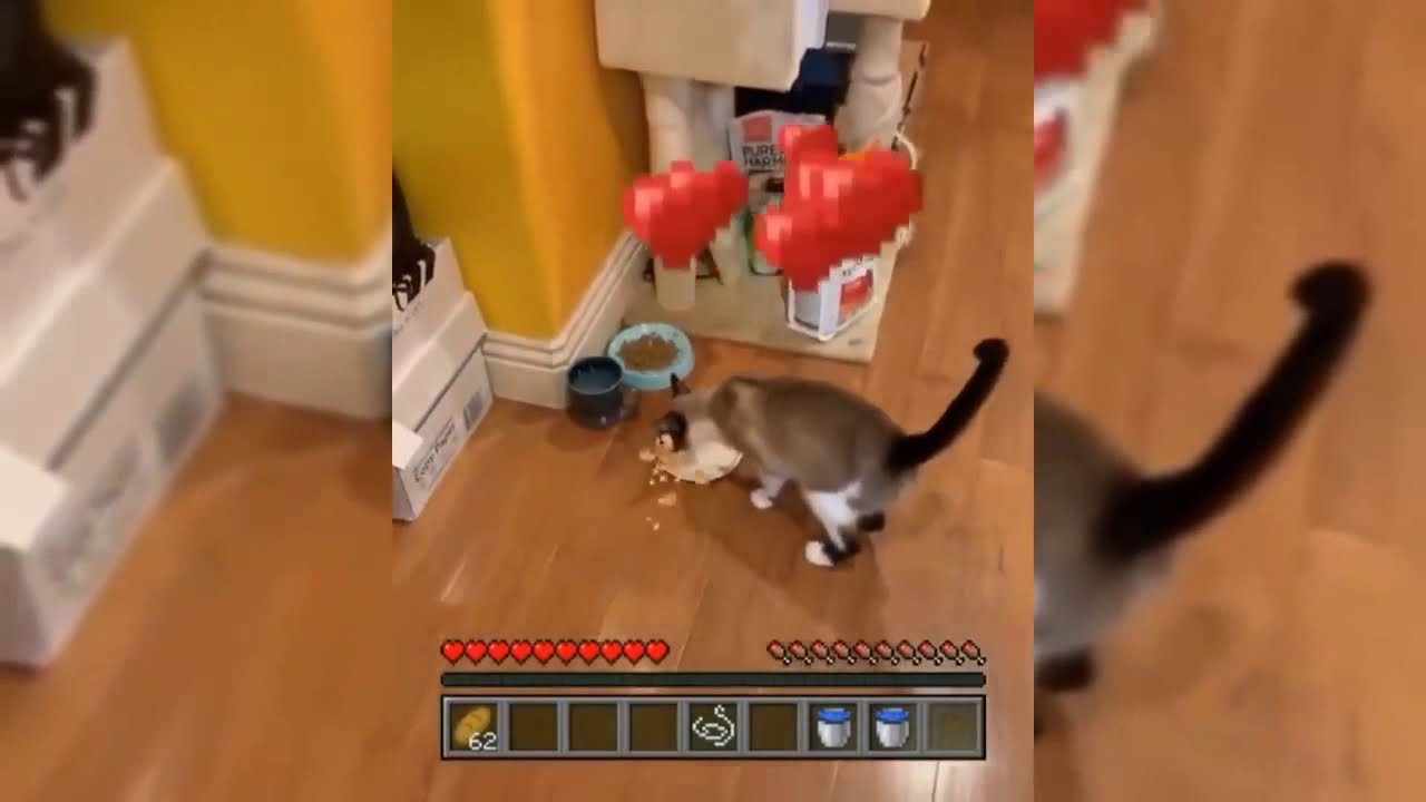 BEST DANK CAT MEMES COMPILATION OF 2020 - YouTube