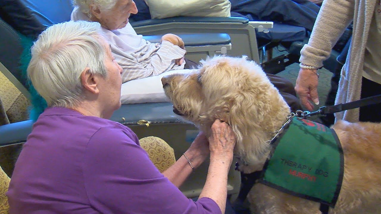 Canines for Christ: Local pet owners train dogs to assist in ministry ...