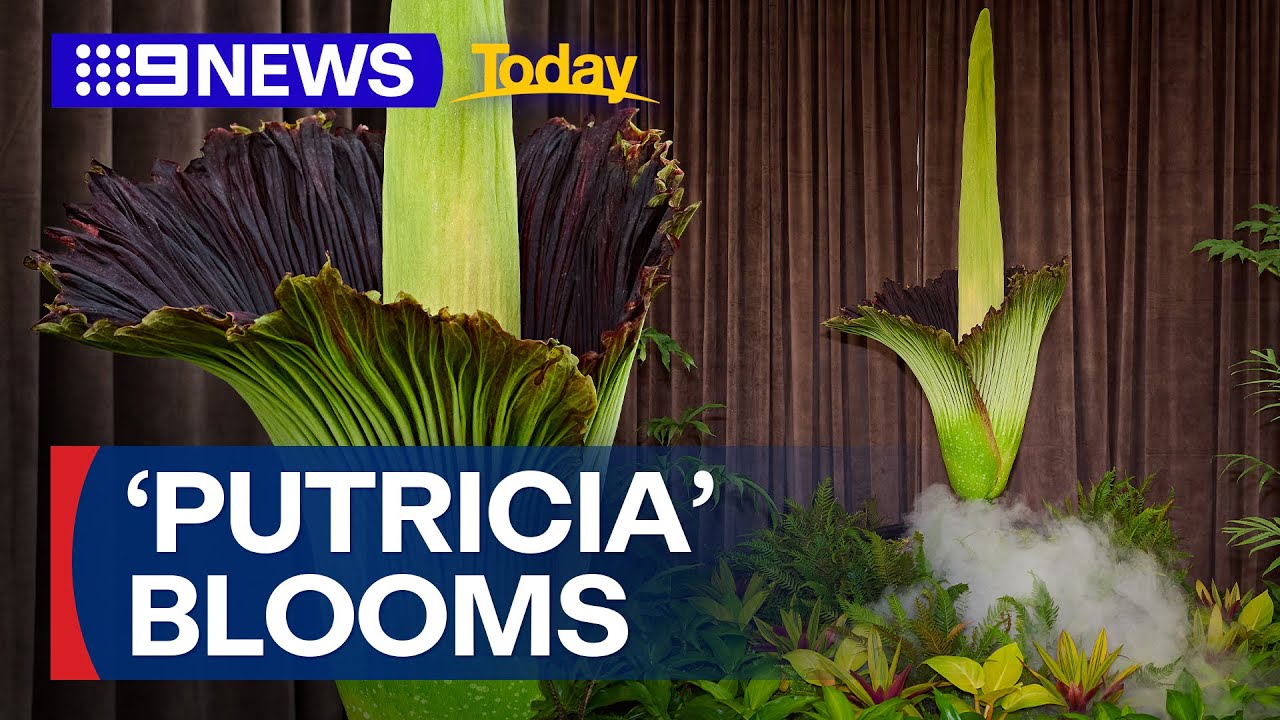 'Putricia' the corpse flower blooms in Sydney | 9 News Australia - YouTube