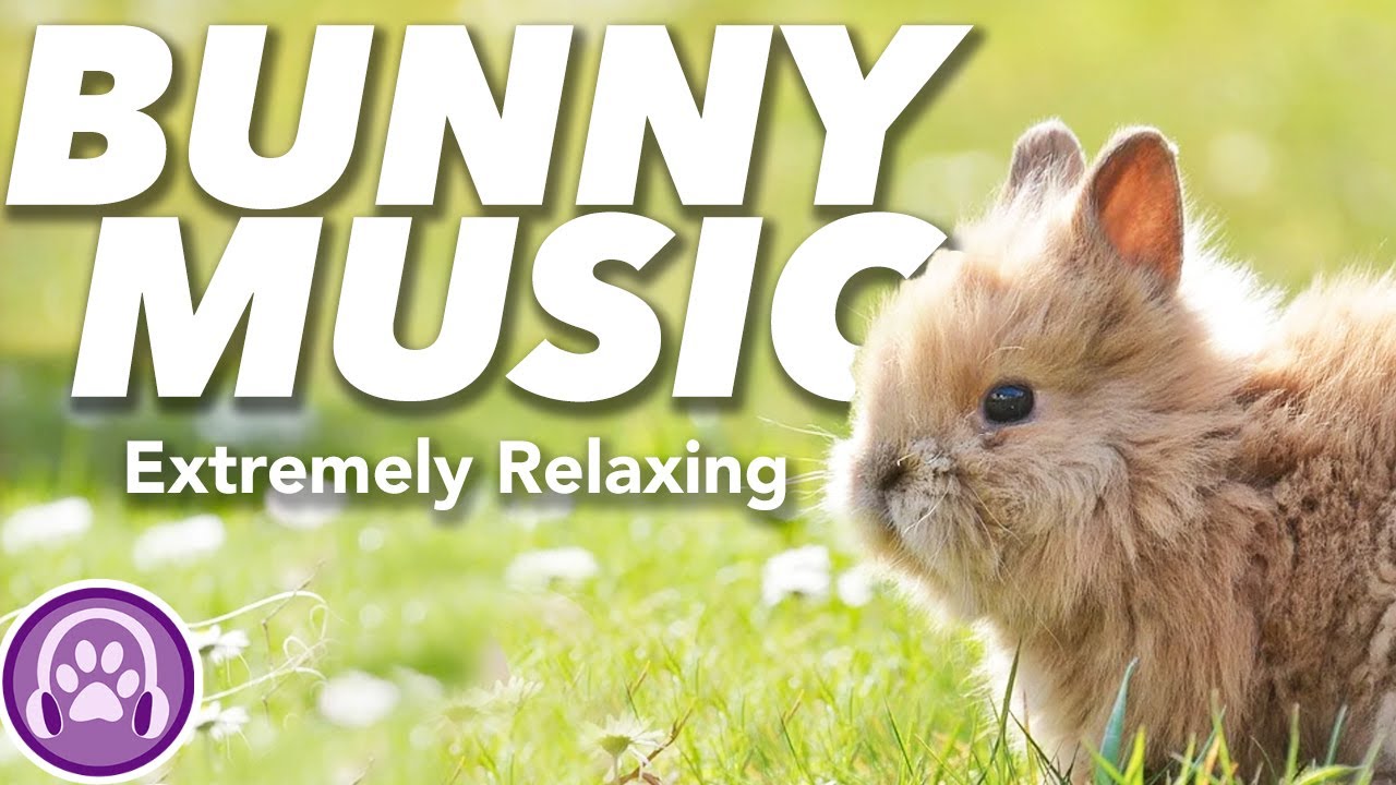Music for Rabbits! Calm and Soothe Your Bunny Instantly (12 HOURS ...