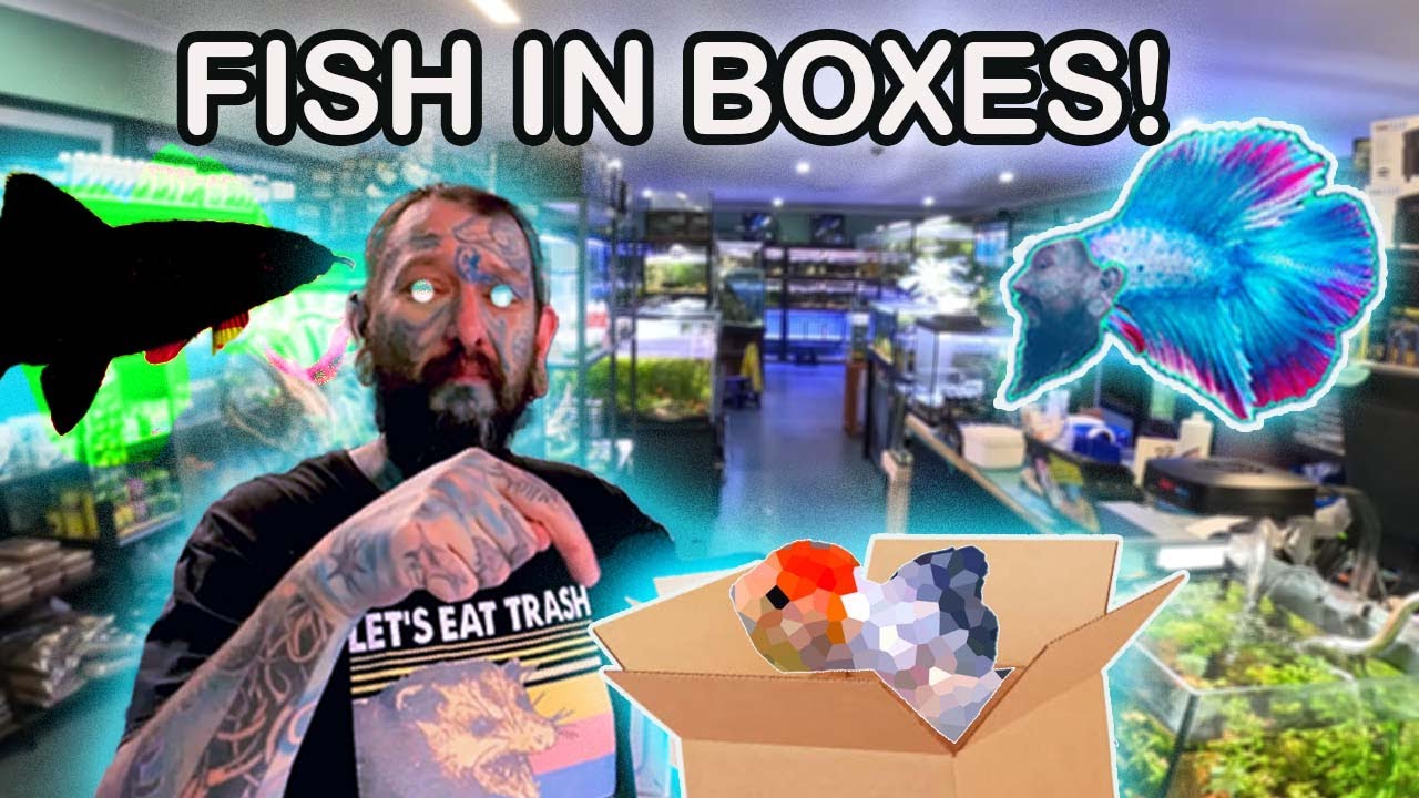 PAUL'S AQUARIUMS TROPICAL FISH UNBOXING! - YouTube