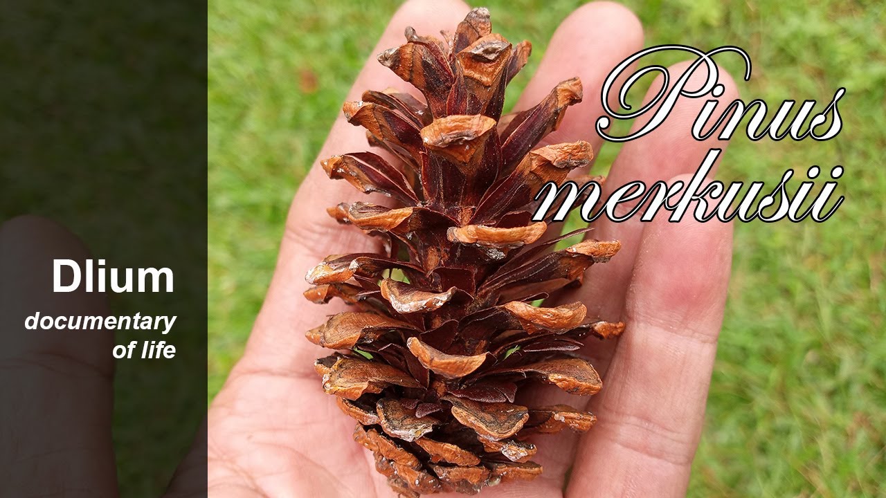 Pinus Merkusii Pinus Merkusii Merkus Pine Sumatran Pine Stock Photo