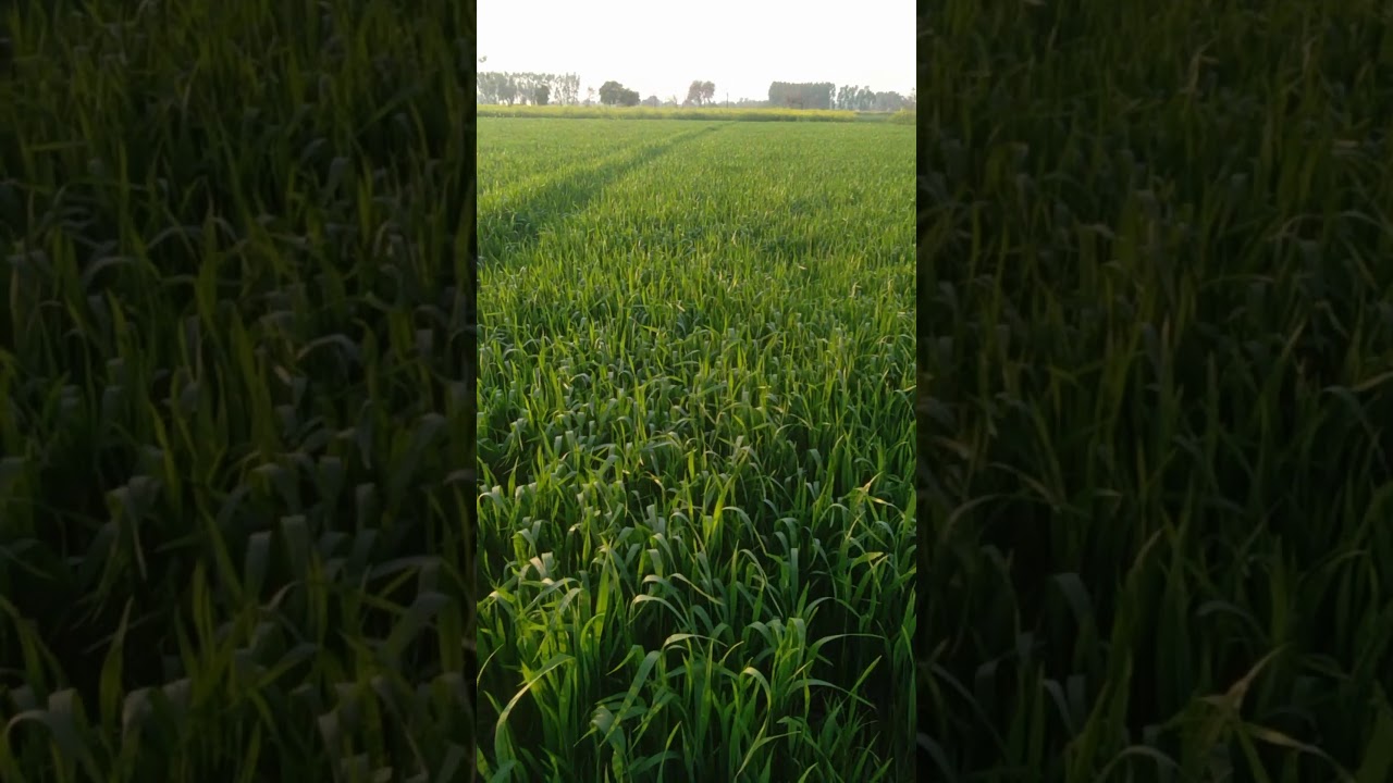 Indian gehun - YouTube