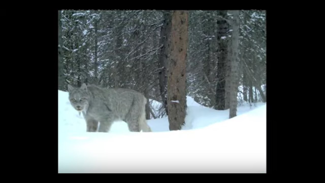 White River National Forest Wildlife Camera - YouTube