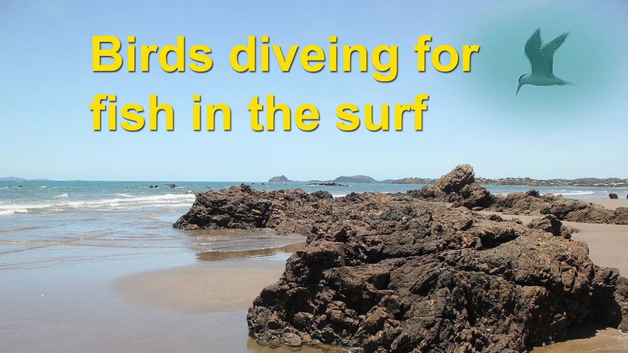 Birds diving into the sea for fish - YouTube