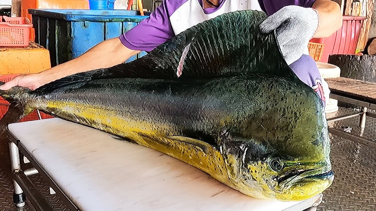 Giant Monster Mahi Mahi Fish - Chenggong Fishing Port in Taiwan - YouTube