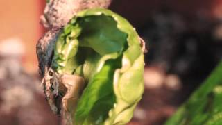 Coffee time-lapse