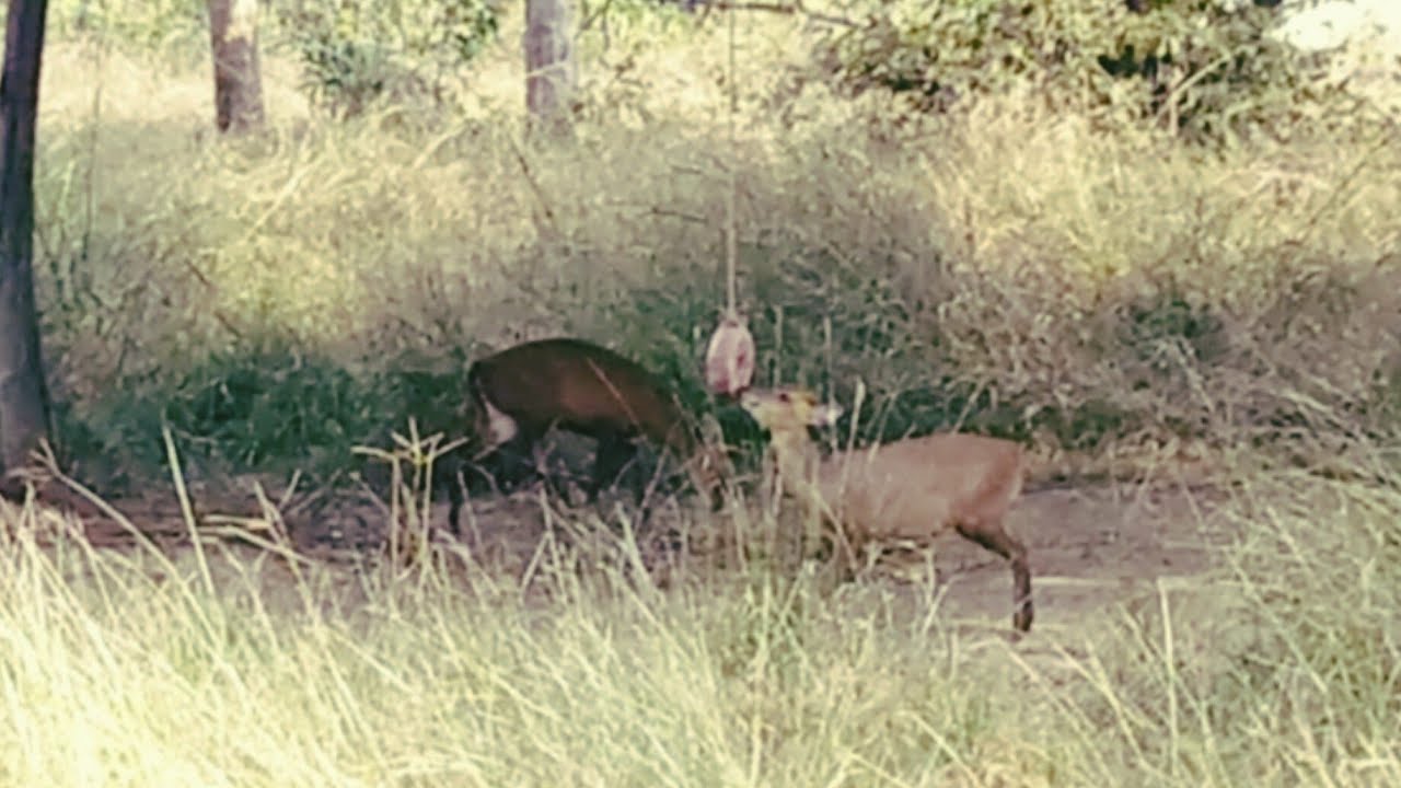 Kakar Deer