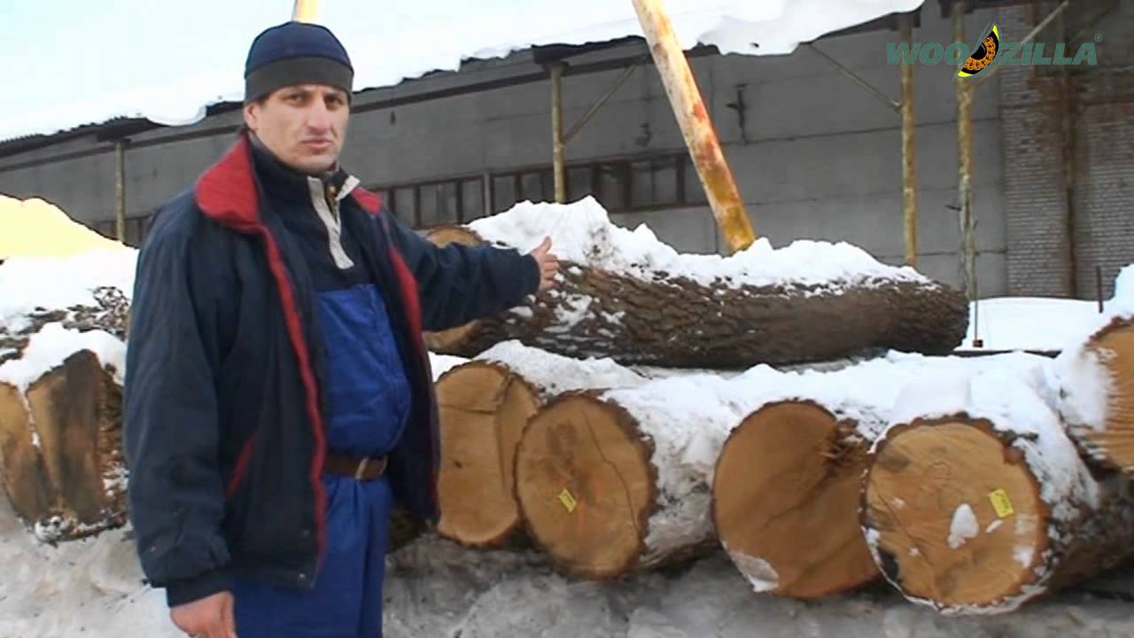 Exports of round wood logs oak from Ukraine | Supply to Germany, Italy ...