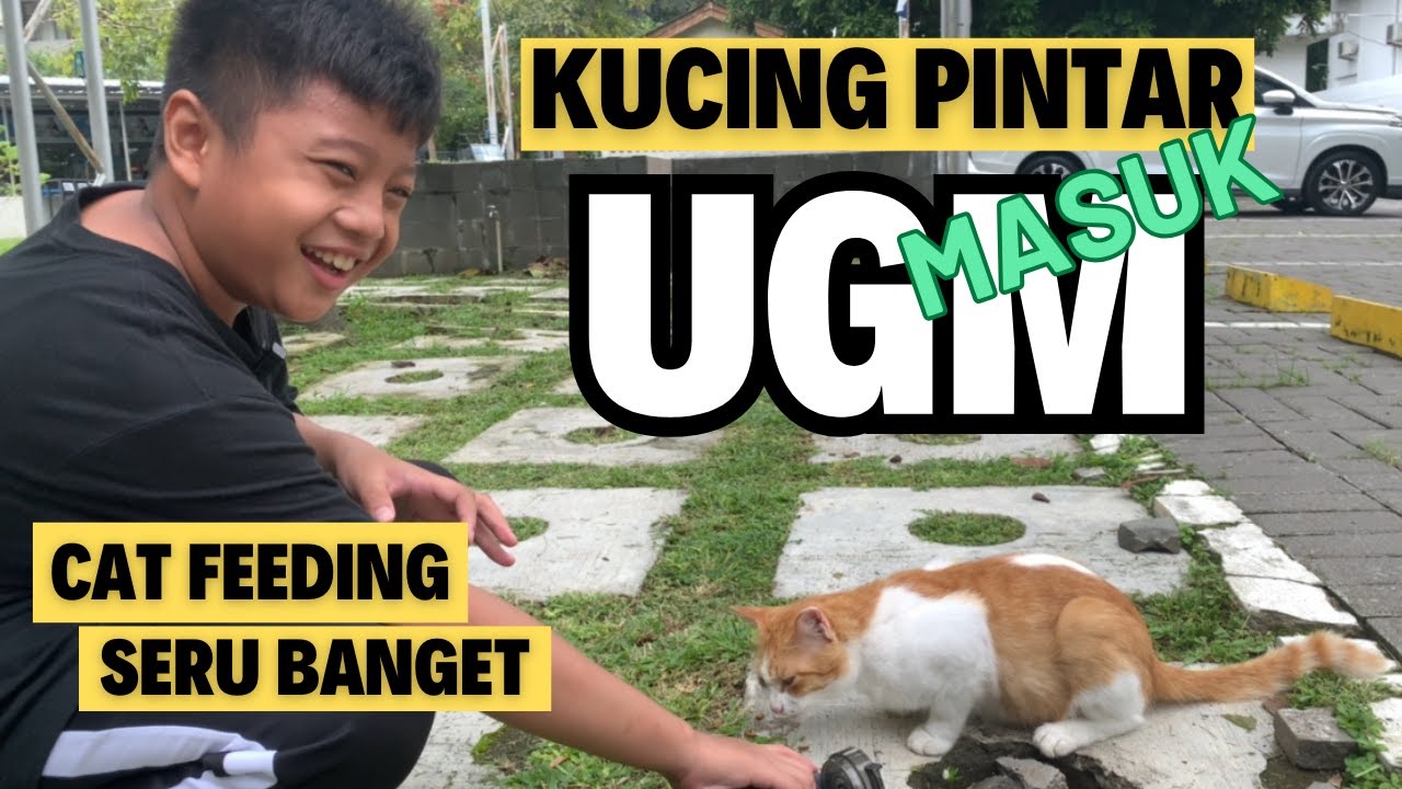 Cat Feeding Lagi Di UGM - YouTube