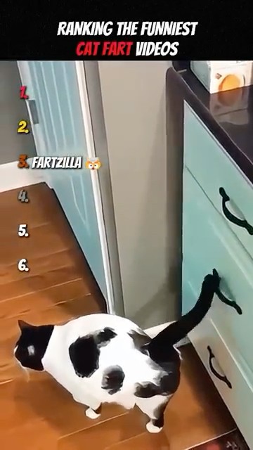 Ranking The Funniest Cat Fart Videos - YouTube
