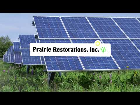 Restoring Native Prairie Grasses and Flowers under Solar Array in Minnesota