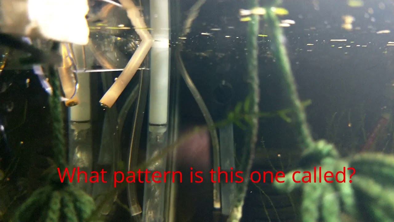 Guppy Breeding project part 1 - YouTube