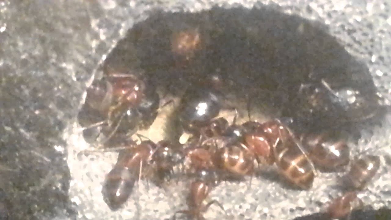 Camponotus vicinus - YouTube