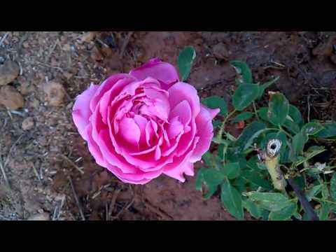 ΕΚΑΤΟΦΥΛΛΗ ΤΡΙΑΝΤΑΦΥΛΛΙΑ - YouTube