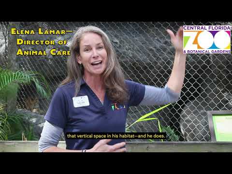 Choose the Zoo—Amur Leopard