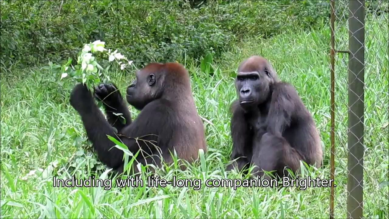 Life-long care for disabled gorilla Twiggs - YouTube