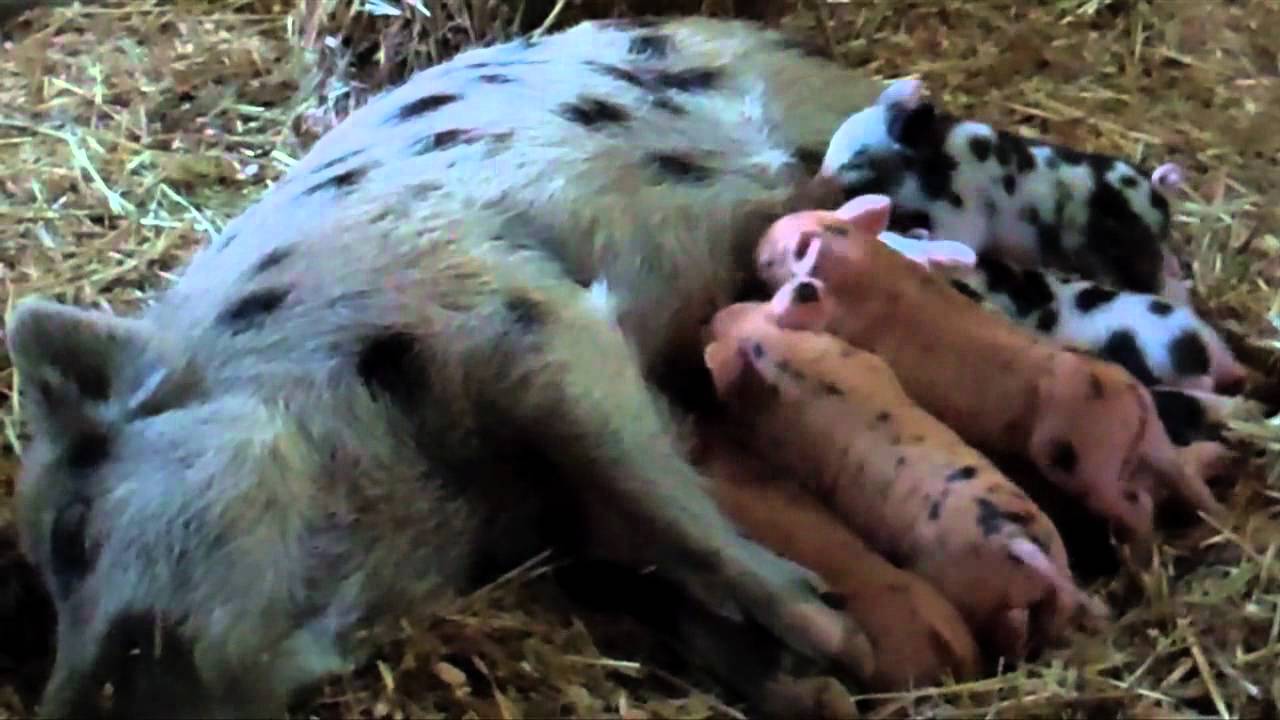 Backyard to Bush Welcome Piglets - YouTube