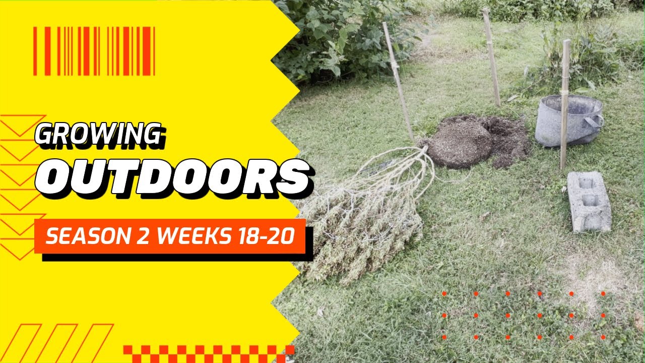 Growing outdoors weeks 18-20 Donutz Triploid and Skywalker OG - YouTube