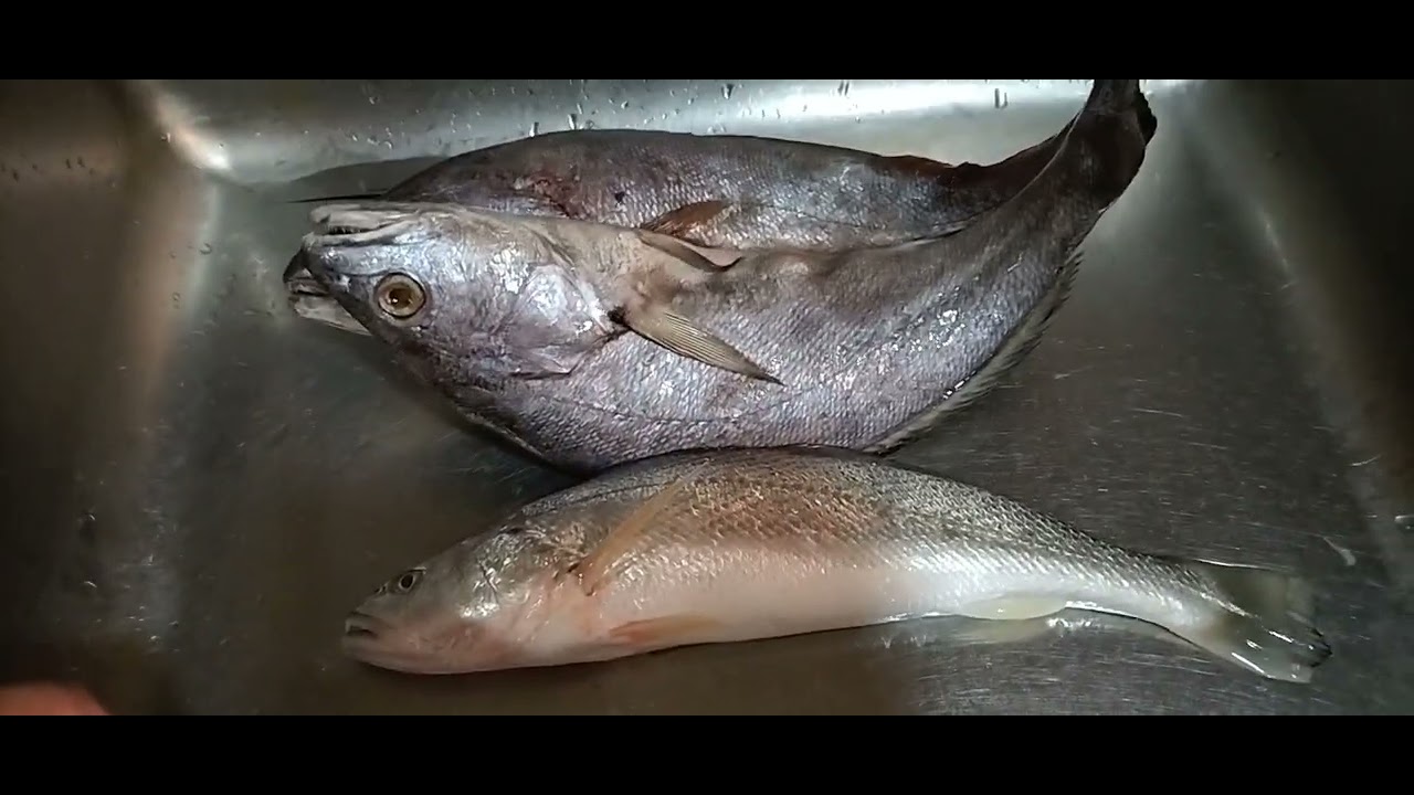 Catched and Cook Nuwibe Kuwait local fish - YouTube