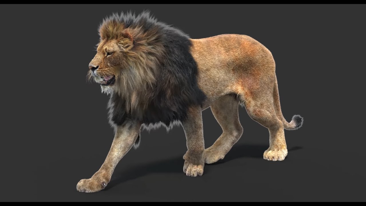 🐾 High-Quality CG Animal Models – PROmax3D - YouTube
